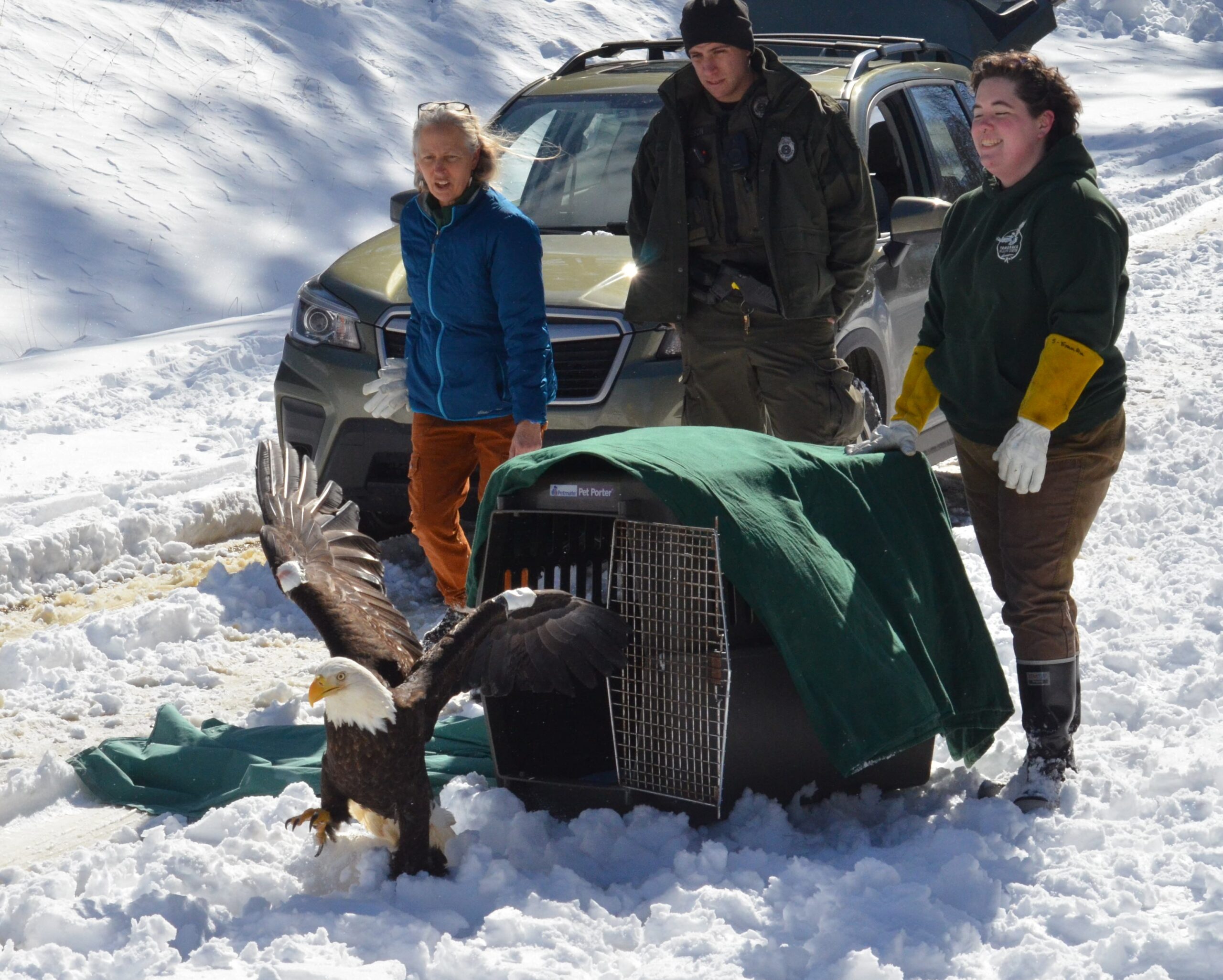 Eagle returns to the wild after 5-month rehab | News, Sports, Jobs - Observer Today